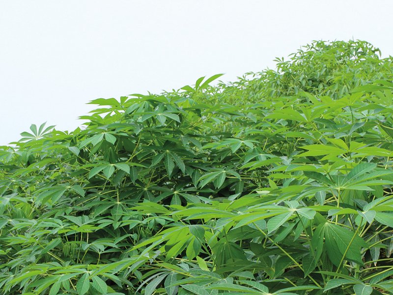 Sud-kivu : les feuilles de manioc, le sombé, tuent une famille à Kelehe ...